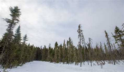Black Spruce Tree In Taiga A Spruce Cone U Copia In The Pike San