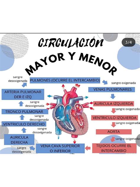 Circulación Mayor Y Menor Vet Pdf