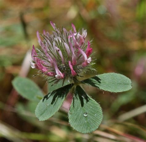 Trifolium Hirtum Calflora