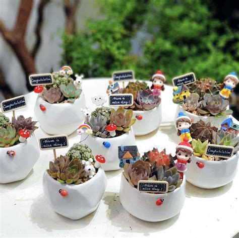 Các Bé” Sen Mini Làm Quà Tặng Siêu Xinh Là Cây Concept