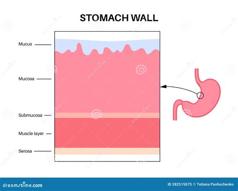Mucous Membrane Structure Cartoon Vector 282515075