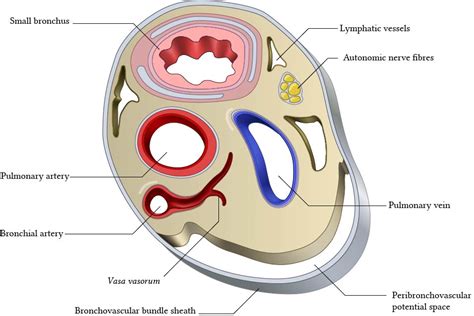 3 Anatomy Of The Pulmonary And Bronchial Circulation 폐 및 기관지 순환의 해부학