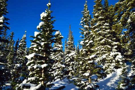 Mt Massive Winter 14er Hike Guide Virtual Sherpa