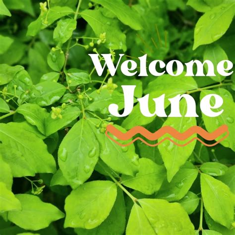 정갈스레 꽃케이크 영종도떡케이크하늘도시떡케이크영종도백일떡영종도돌떡한식디저트백일떡클래스영종도답례떡 주문