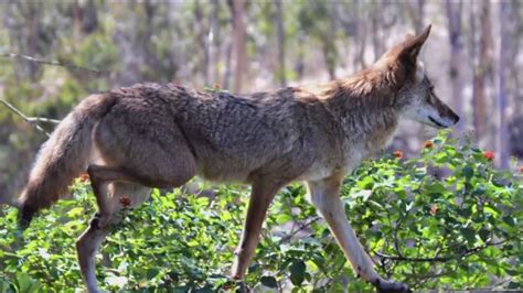 How To Make A Coyote Go Away Humane Deterrents And Prevention Tips