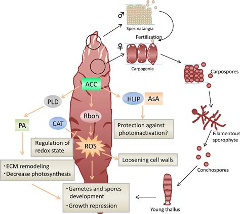 Figure 2 From The Role Of Plant Hormones On The Reproductive Success Of