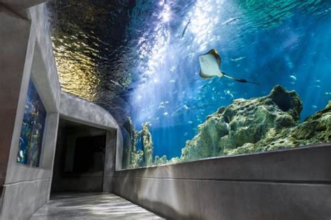 Conoce La Información Más Importante Sobre El Acceso Al Acuario Michin