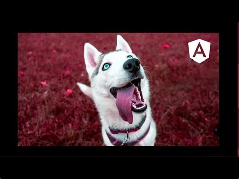 Jsworld Conference Talk Web Components With Angular From Jsworld Conference Class Central