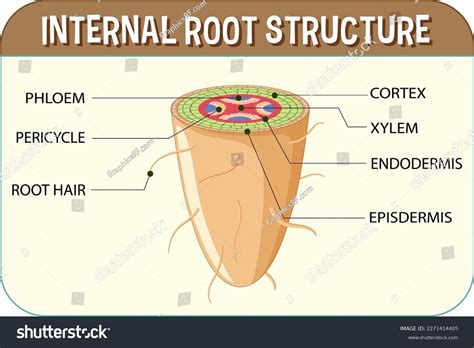 Internal Structure Root Diagram Illustration Stock Vector Royalty Free 2271414405 Shutterstock