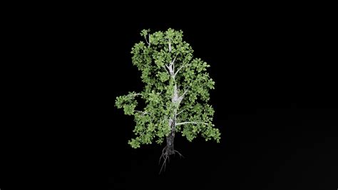 Realistic Tree 3d Model By Botanicraft3d