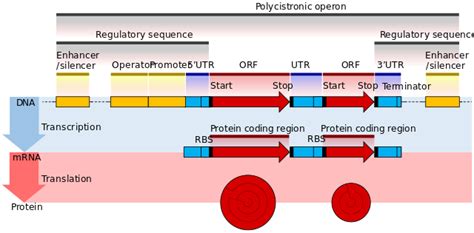 ملفgene Structure Prokaryote 2 Annotatedsvg المعرفة