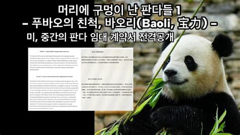 머리에 구멍이 난 판다들1 바오리 宝力 Baoli Fubao 판다 바오리 Youtube