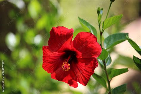 Flor Roja Llamada Hibiscus Rosa Sinensis Rosa De China Cayena