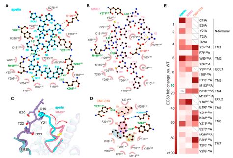 Design Of Biased Agonists Targeting The Apelin Receptor