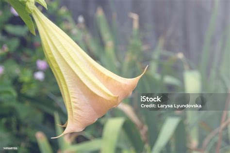 Brugmansia 꽃입니다 향기로운 매달린 꽃차례가있는 관목 꽃밭에 있는 Brugmansia 식물은 꽃잎이 달린 산호 색의 종입니다 천사나팔꽃에 대한 스톡 사진 및 기타