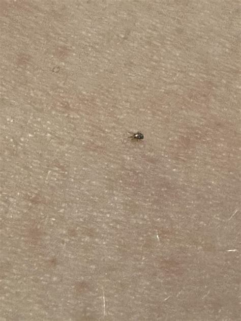 What Is This Bug Rbugidentification