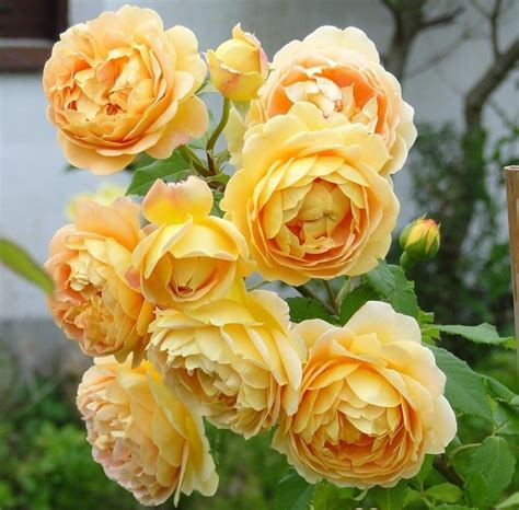 Ý Nghĩa Hoa Hồng Vàng Nguồn Gốc Cách Trồng And Chăm Sóc đơn Giản