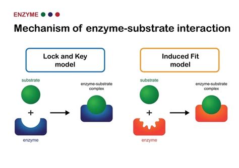 6 463 Biology Enzyme Royalty Free Images Stock Photos Pictures Shutterstock