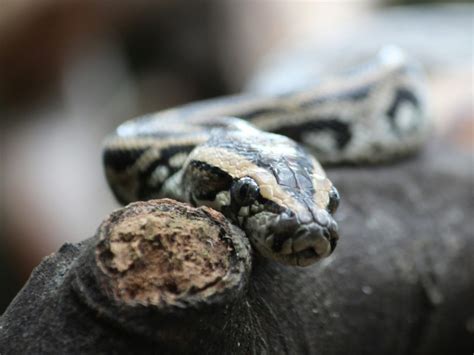 Python 3 14 Slithers Closer With Rc1 Arrival