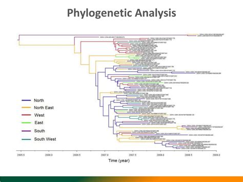 PPT Bayesian Evolutionary Analysis By Sampling Trees BEAST PowerPoint Presentation ID