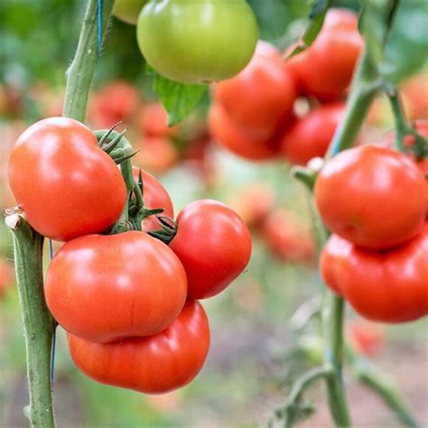 Fresh Tomato Offers From Morocco Gallery