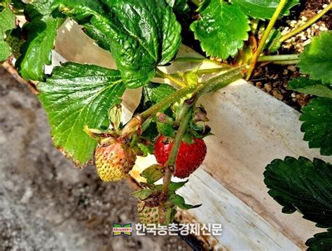 시설딸기 해충 ‘천적활용 방제기술 현장평가회 열어