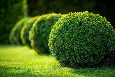 Zone 8 Evergreen Shrub Varieties Selecting Zone 8 Evergreen Shrubs For