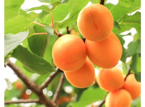 살구 효능과 살구 주스 만드는 법