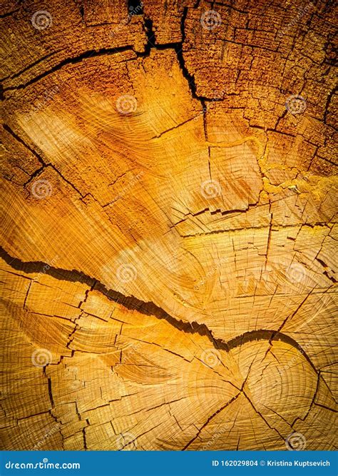 The Texture Of Sawn Wood Rings On A Tree Cut Of A Large Old Tree Stock