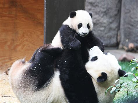 Giant Panda Facts Panda Bear Facts