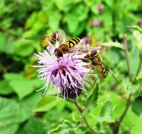 Urban Pollinators Identification Of Common Garden Hoverflies
