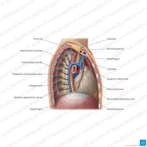 Mediastinum Definition Anatomy Borders And Contents Kenhub