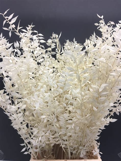 Bleached And Preserved Ruscus Elemflora