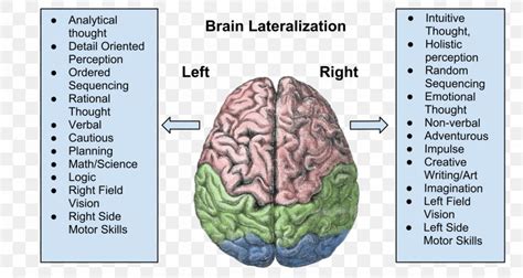 Lateralization Of Brain Function Cerebral Hemisphere Human Brain