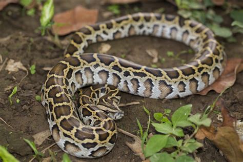 Floridas Invasive Python Problem Is Getting Worse And Scientists Are