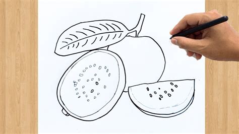 Guava Drawing Outline