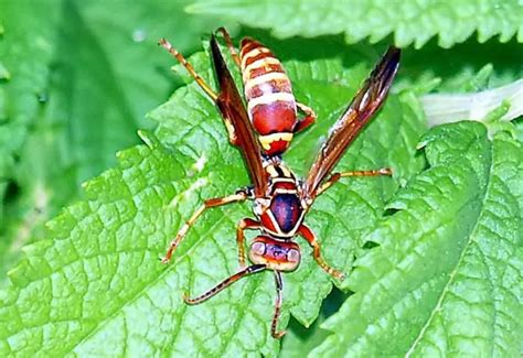 50 Types Of Wasps In Florida Pictures And Identification