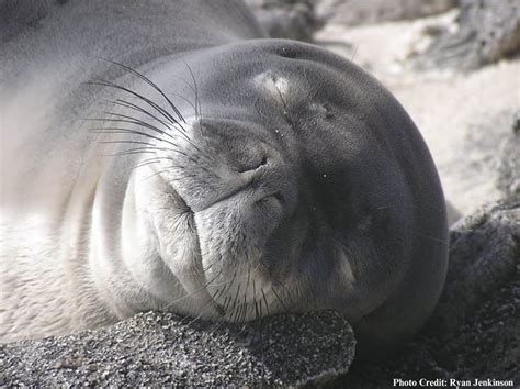 Division Of Aquatic Resources Hawaiian Monk Seal