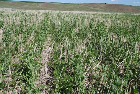 cover crops in organic systems ofrf organic research hub