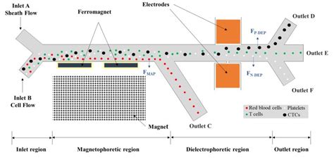 Biosensors Mdpi On Linkedin Article Dielectrophoresis Ctcseparation Magnetophoresis…