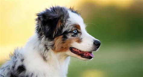 Mini Aussie Full Grown