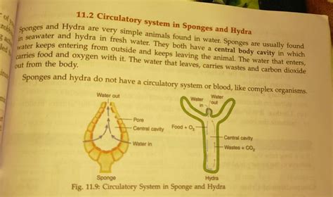 Sponge Circulatory System