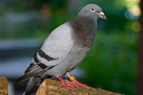 Racing Homer Pigeon Breed Profile Pictures And Facts