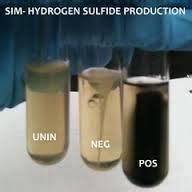 Hydrogen Sulfide H2S Production Test Microbiology Lab Notes