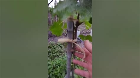 ჩვენი ვაზების შედეგი Youtube