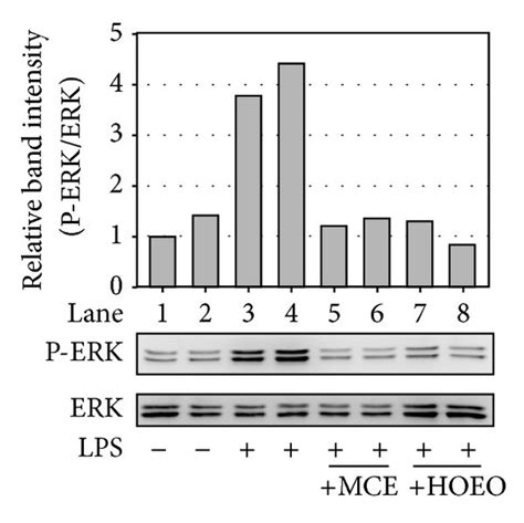 Inhibition Of Lps Induced Activation Of The Ikknf κb Pathway And Mapks
