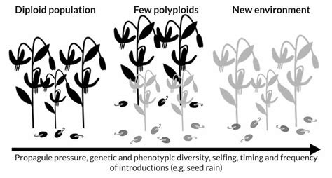 Polyploid Plants Take A Leaf Out From The Invasive Species Book R