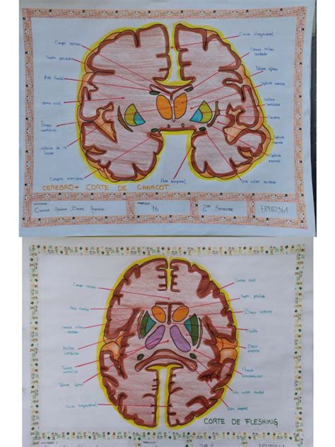 láminas de anatomia del cerebro cynthia ariana baina aramayo pdf pdf
