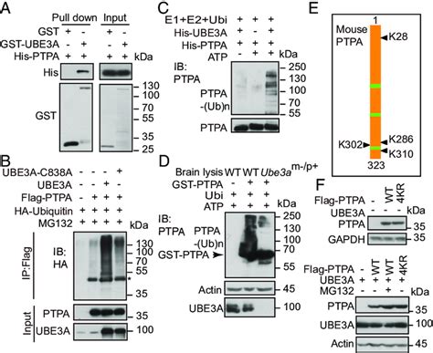 Ube3a Ubiquitinates Ptpa A Gst Pulldown Assay To Validate The Direct Download Scientific
