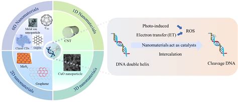 Dna Cleavage System By Nanomaterials Li Chembiochem Wiley Online Library